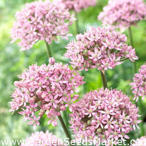 Ornamental onion - Pink Jewel - GIGA Pack! - 50 pcs. – Garden Seeds ...