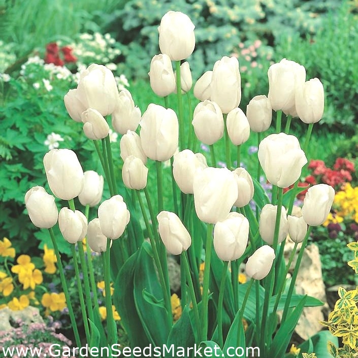 Tulip - White Bouquet - Large Pack! - 50 pcs – Garden Seeds Market ...