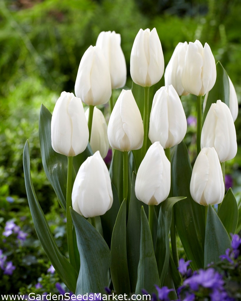 Tulip - Ice Cap - GIGA Pack! - 250 pcs – Garden Seeds Market | Free ...