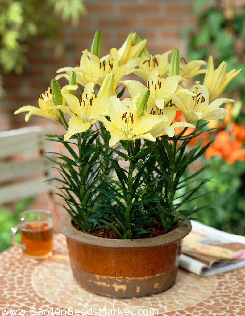 Miniature Lily - Ivory Pixie - GIGA Pack! - 50 pcs. – Garden Seeds ...