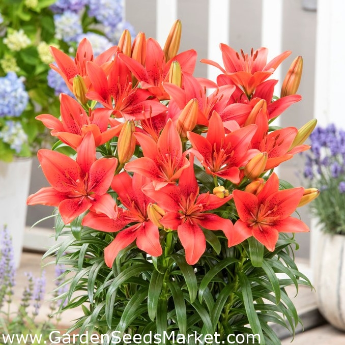 Miniature Lily - Happy Heart - Potted - GIGA Pack! - 50 pcs. – Garden ...