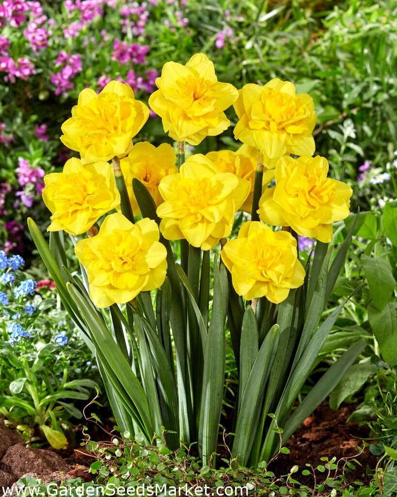Daffodil - Yellow Dream - GIGA Pack! - 250 pcs – Garden Seeds Market ...