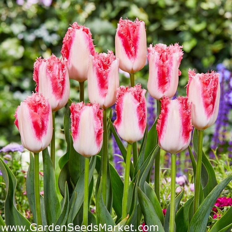 Tulip - Sweet Simone - GIGA Pack! - 250 pcs – Garden Seeds Market ...