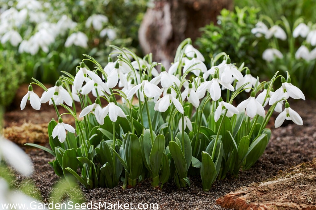 Large-Flowered Snowdrop - Mount Everest - Large Pack! - 30 pcs – Garden ...