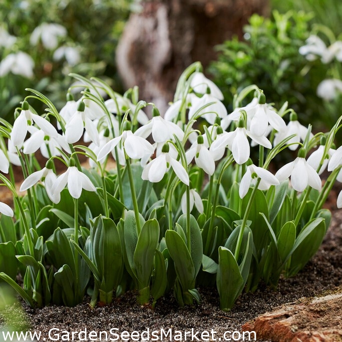 Large-Flowered Snowdrop - Mount Everest - GIGA Pack! - 150 pcs – Garden ...