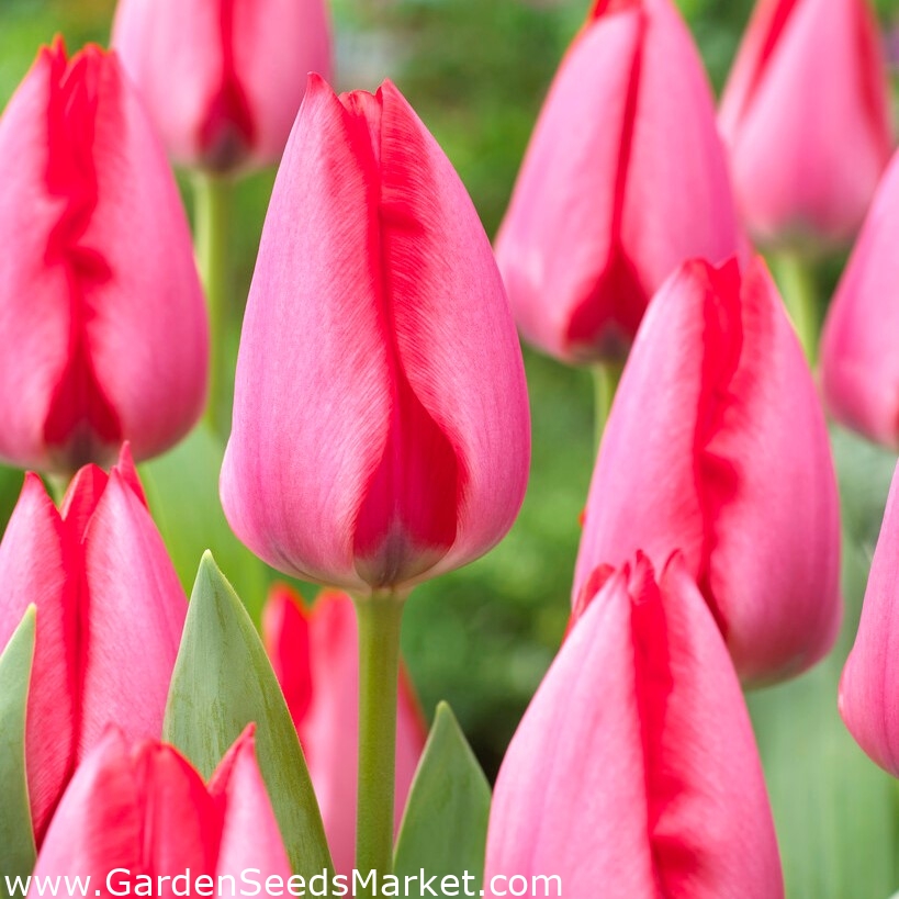 Tulip - Trick - Large Pack! - 50 pcs – Garden Seeds Market | Free shipping