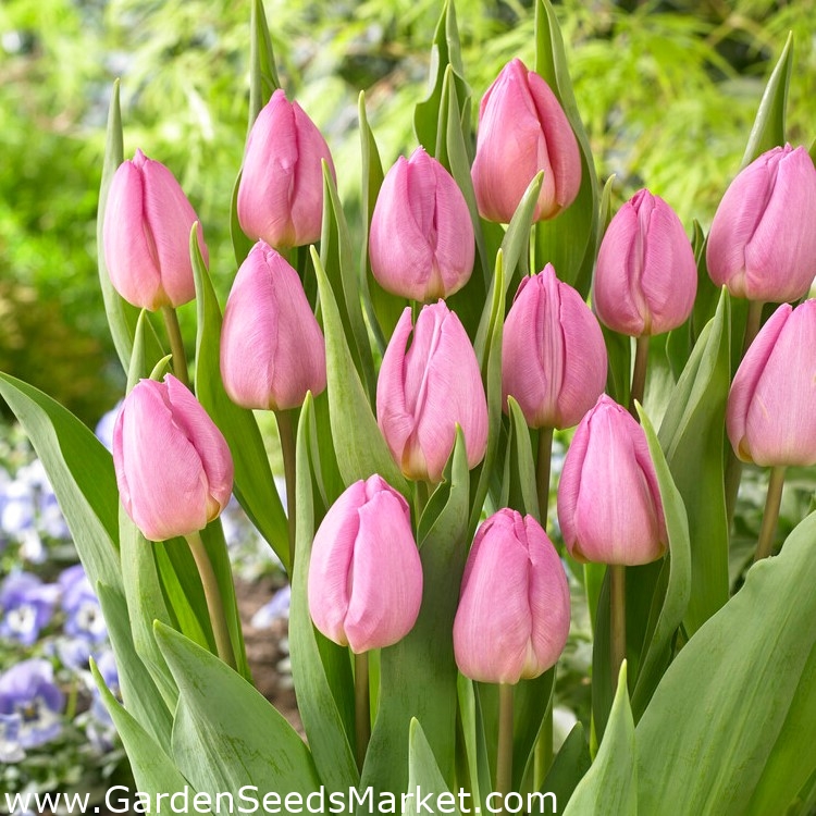 Tulipán - Light Pink Prince - 5 piezas – Garden Seeds Market | Envío gratis