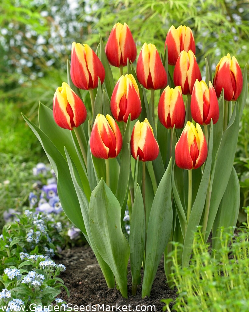 Tulipán - Jan Seignette - 5 piezas – Garden Seeds Market | Envío gratis