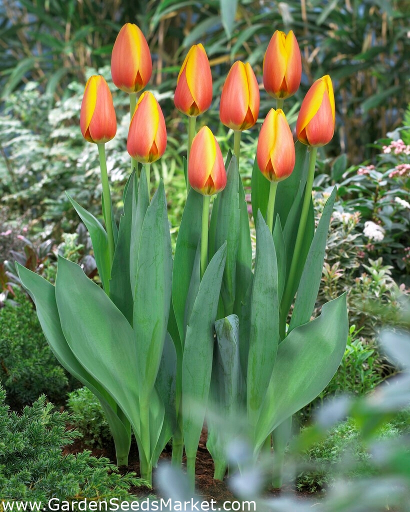 Tulip - World Peace - 5 pcs – Garden Seeds Market | Free shipping