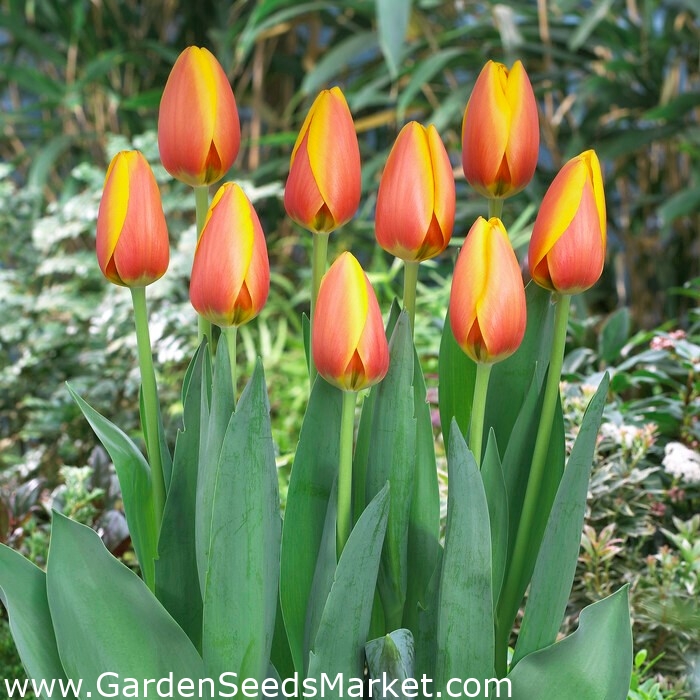 Tulip - World Peace - Large Pack! - 50 pcs – Garden Seeds Market | Free ...