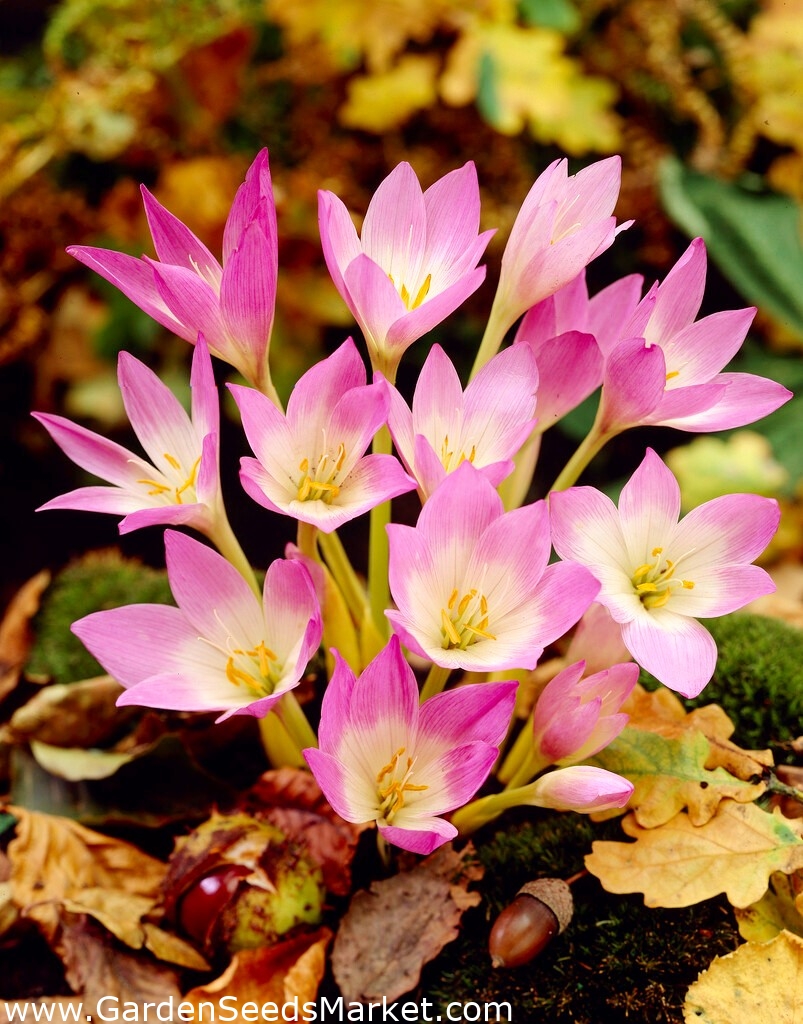 Autumn Crocus - Colchicum giganteum - Large Pack! - 10 pcs – Garden ...