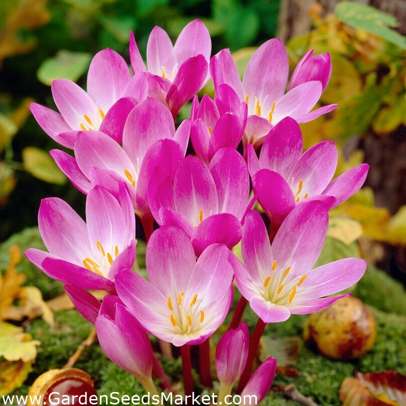 Autumn Crocus - Colchicum speciosum - GIGA Pack! - 50 pcs – Garden ...