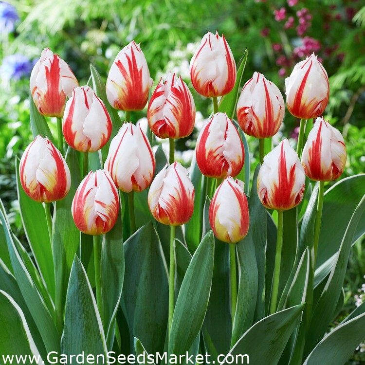 Tulip - Happy Generation - Large Pack! - 50 pcs – Garden Seeds Market ...