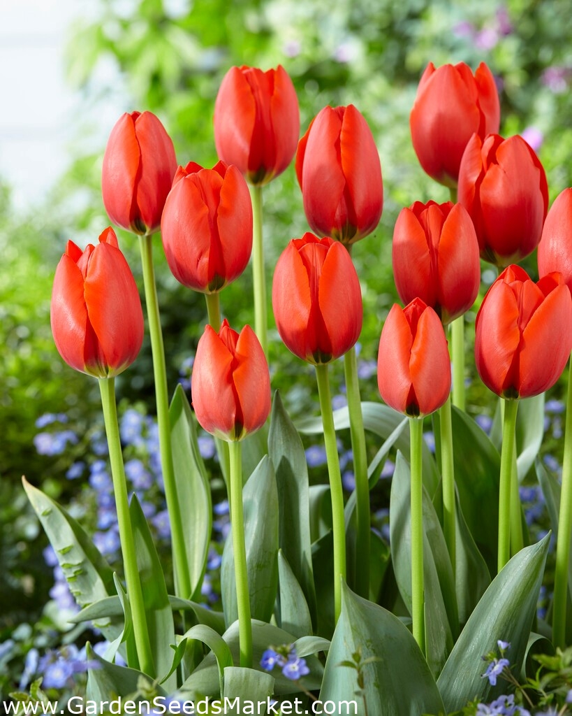 Tulip - Worlds Fire - Large Pack! - 50 pcs – Garden Seeds Market | Free shipping