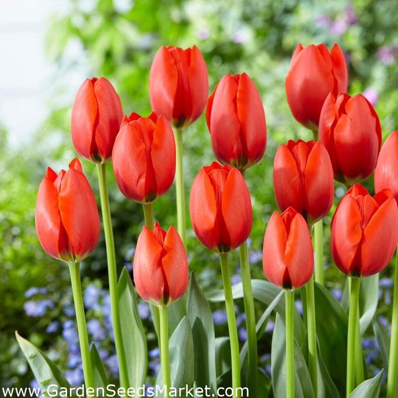Tulip - Worlds Fire - GIGA Pack! - 250 pcs – Garden Seeds Market | Free ...
