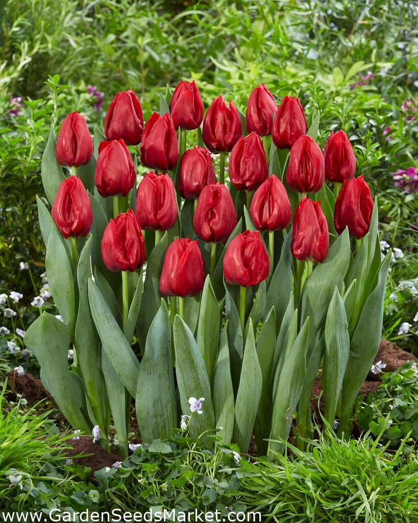 Tulip - Seadov - Large Pack! - 50 pcs – Garden Seeds Market | Free shipping