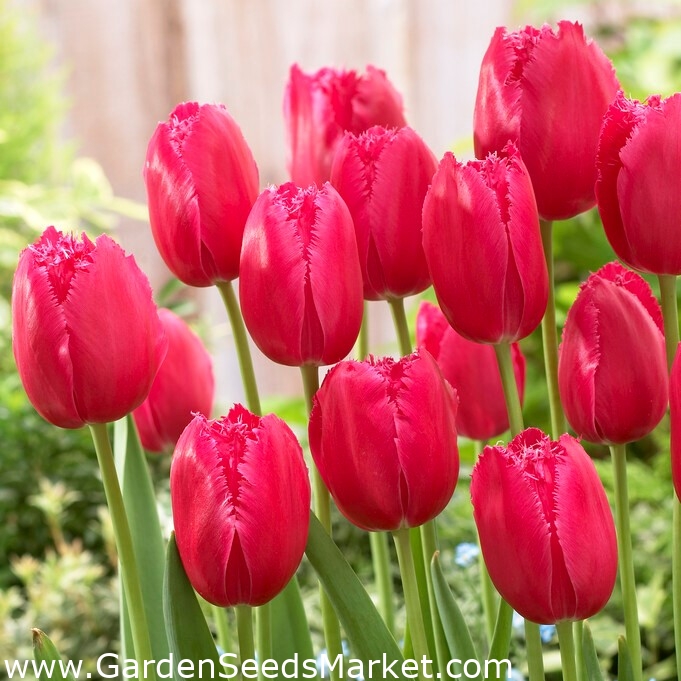Tulip - Burgundy Lace - Large Pack! - 50 pcs – Garden Seeds Market ...