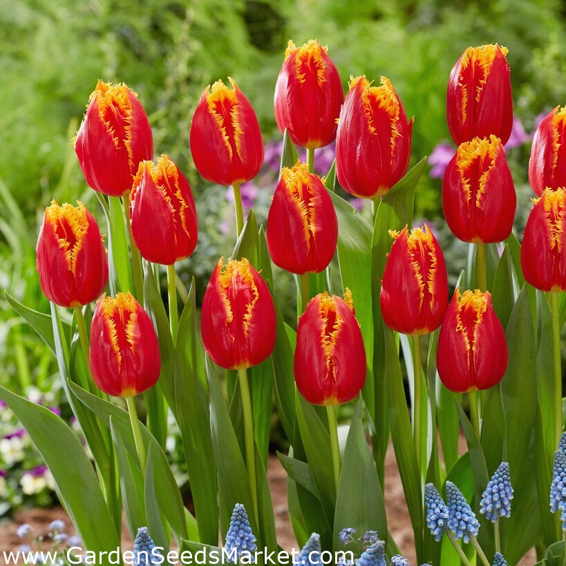 Tulip - Fabio - Large Pack! - 50 pcs – Garden Seeds Market | Free shipping