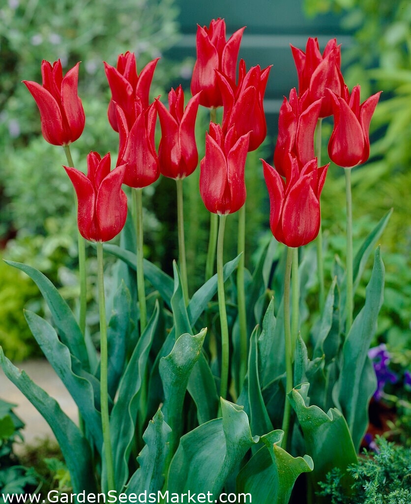 Tulipán - Lírioflowering Red - 5 piezas – Garden Seeds Market | Envío ...