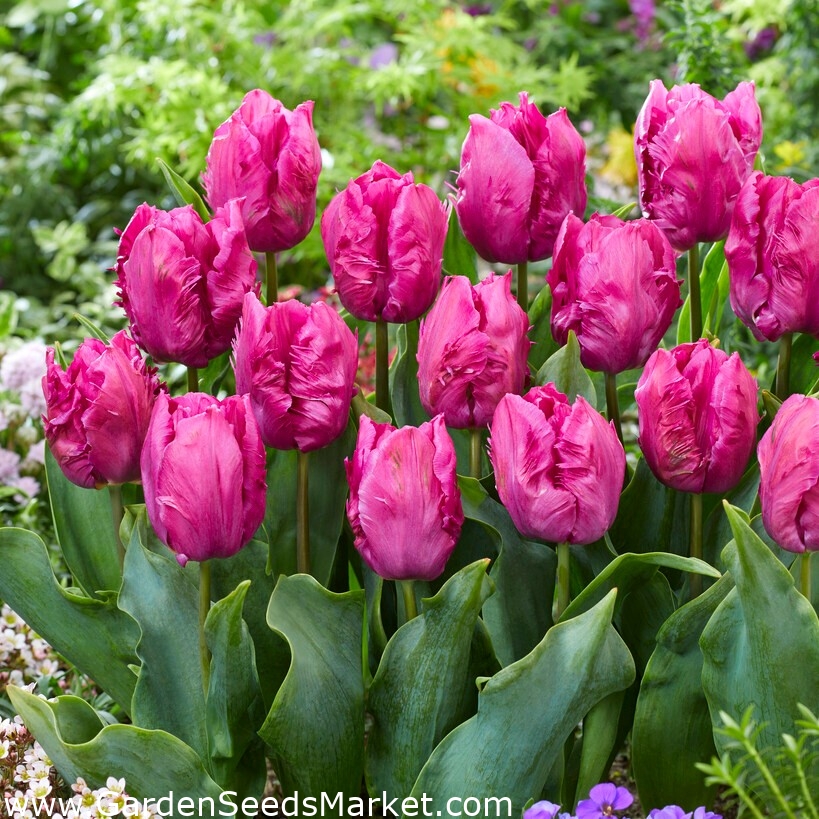 Tulip - Parrot Prince - Large Pack! - 50 pcs – Garden Seeds Market ...
