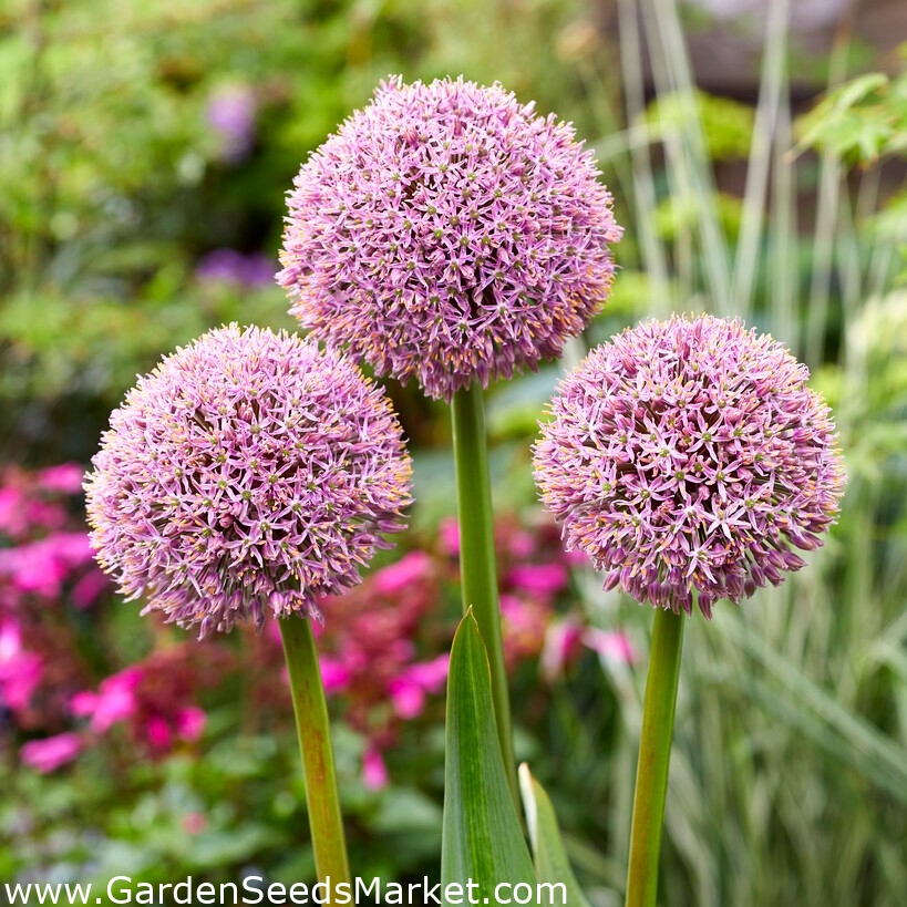 Ornamental onion - Lucky Balloons - Large Pack! - 10 pcs. – Garden ...