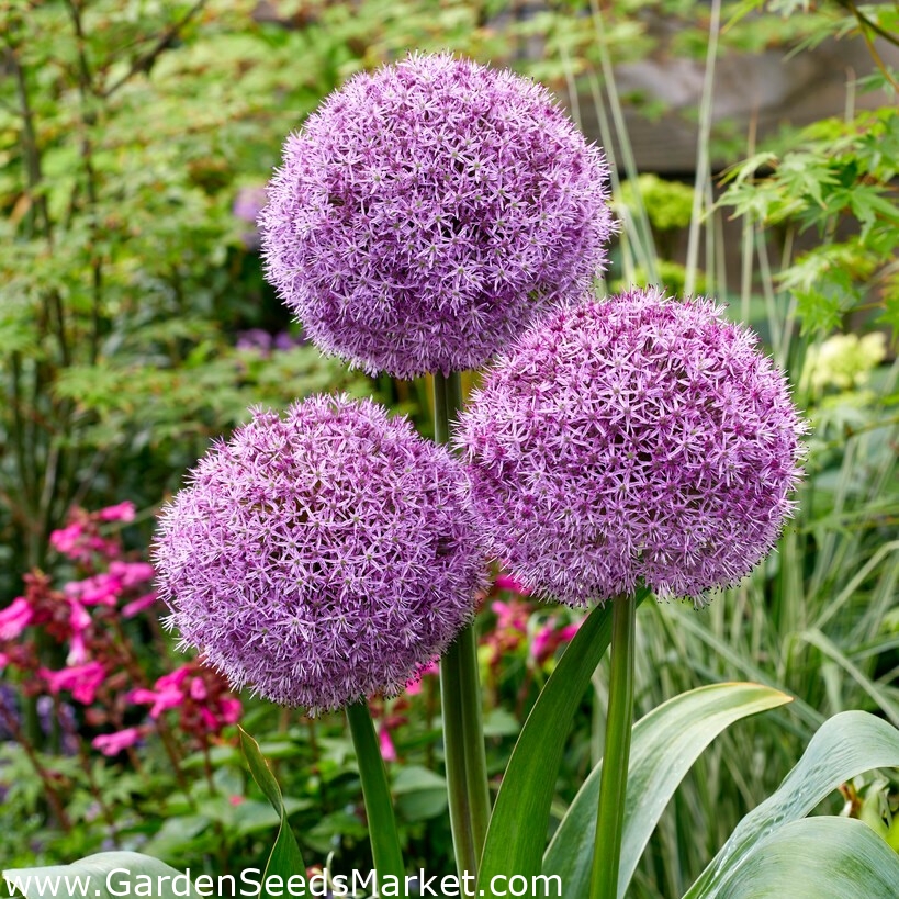 Ornamental onion - Party Balloons - GIGA Pack! - 50 pcs. – Garden Seeds ...