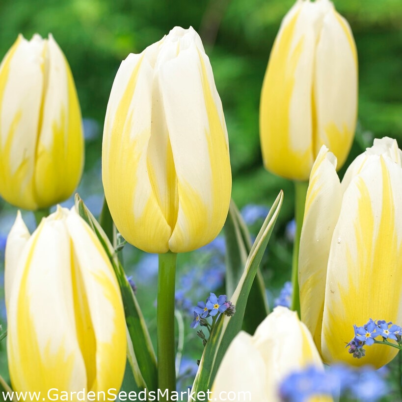 Tulip - Happy People - GIGA Pack! - 250 pcs – Garden Seeds Market ...