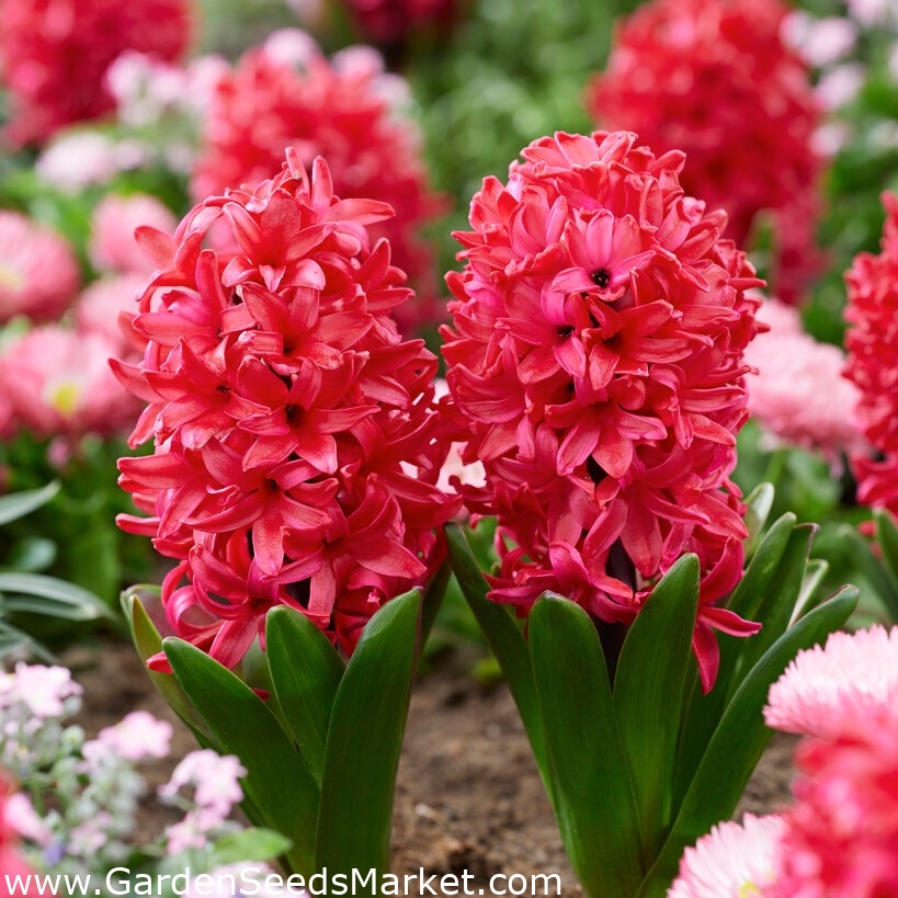Hyacinth - Red Glory - GIGA Pack! - 150 pcs. – Garden Seeds Market ...