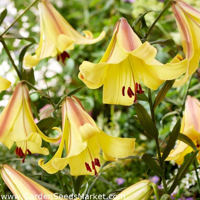 Tree Lily - Rising Moon – Garden Seeds Market | Free shipping