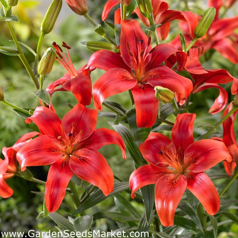 Asiatic Lily - Red County – Garden Seeds Market | Free shipping