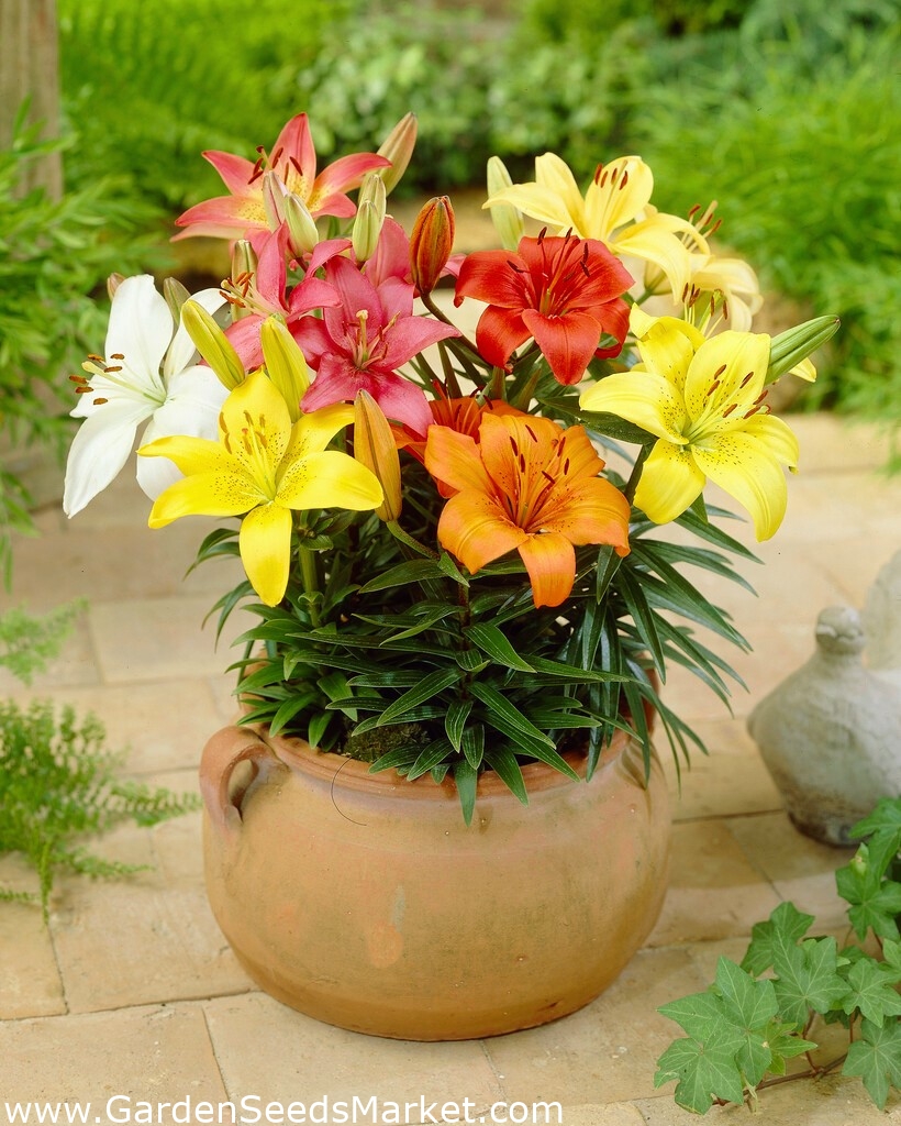 Miniature Lily - Mix - Potted - GIGA Pack! - 50 pcs. – Garden Seeds ...