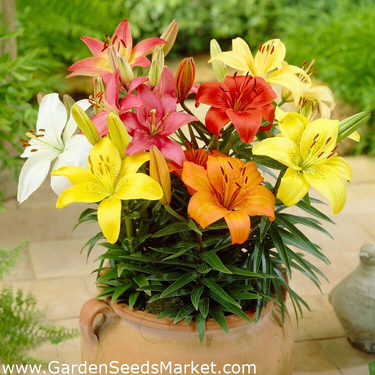 Miniature Lily - Mix - Potted - GIGA Pack! - 50 pcs. – Garden Seeds ...