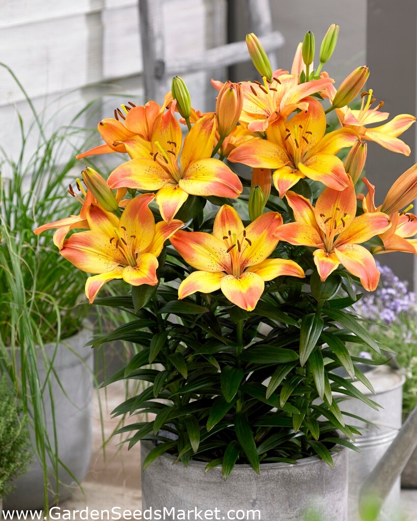 Miniature Lily - Happy Memories - Potted – Garden Seeds Market | Free ...