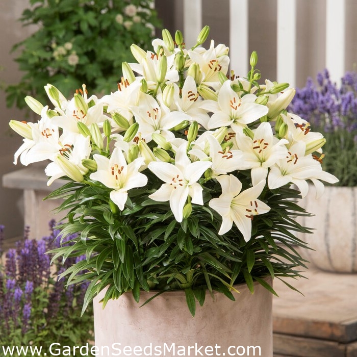 Miniature Lily - Happy Snow - Potted - GIGA Pack! - 50 pcs. – Garden ...