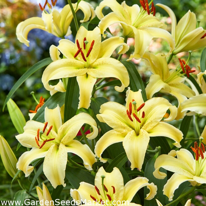 Lelija - Gold Fever - rytietiškas – Garden Seeds Market | Nemokamas ...