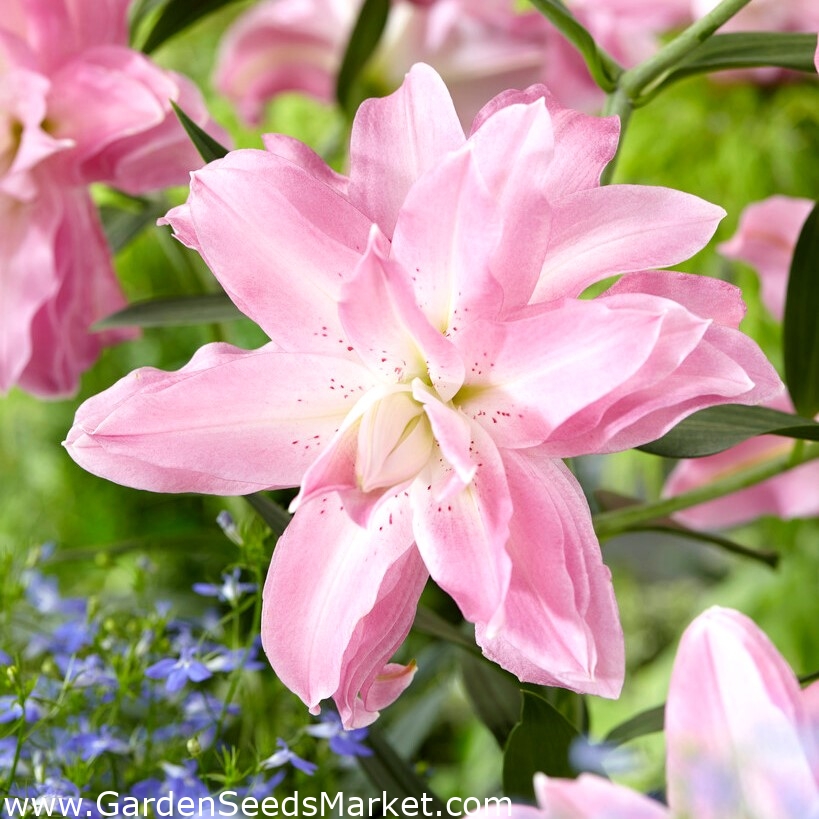 Lily - Lotus Breeze - Orientale, Double – Garden Seeds Market ...