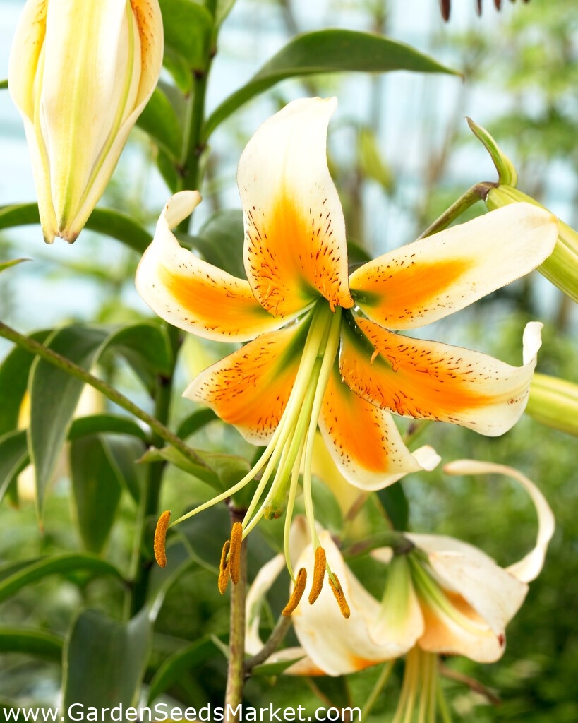 Lily - Lady Alice – Garden Seeds Market | Free shipping