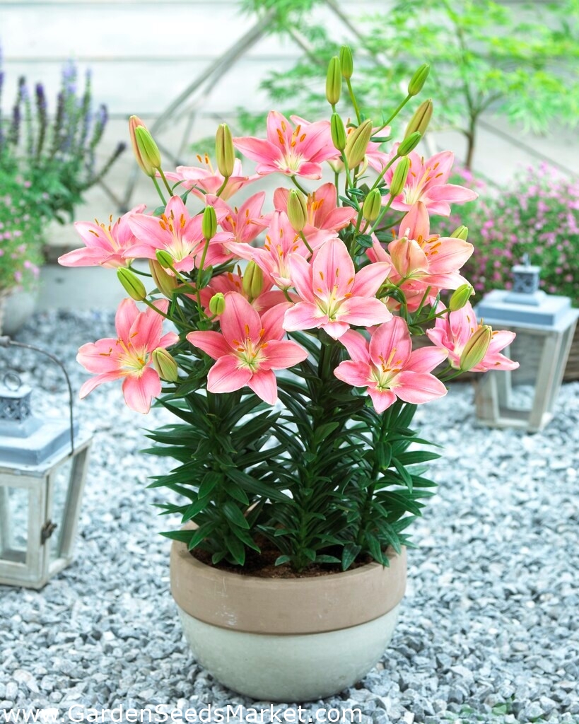 Miniature Lily - Foxtrot – Garden Seeds Market | Free shipping