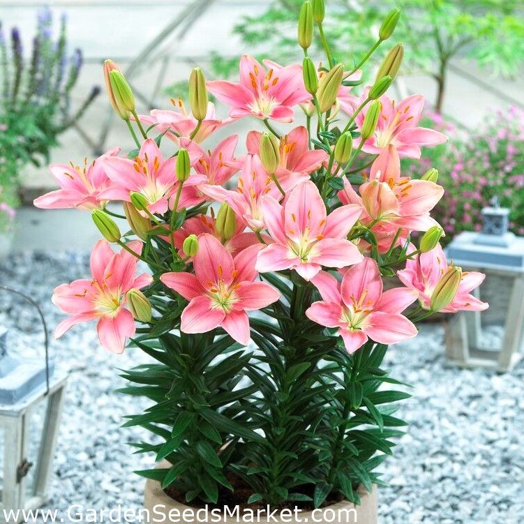 Miniature Lily - Foxtrot – Garden Seeds Market | Free shipping