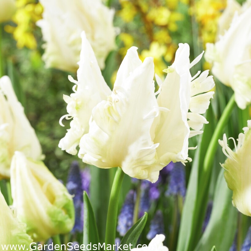 Tulip - Agrass Parrot - 5 pcs – Garden Seeds Market | Free shipping