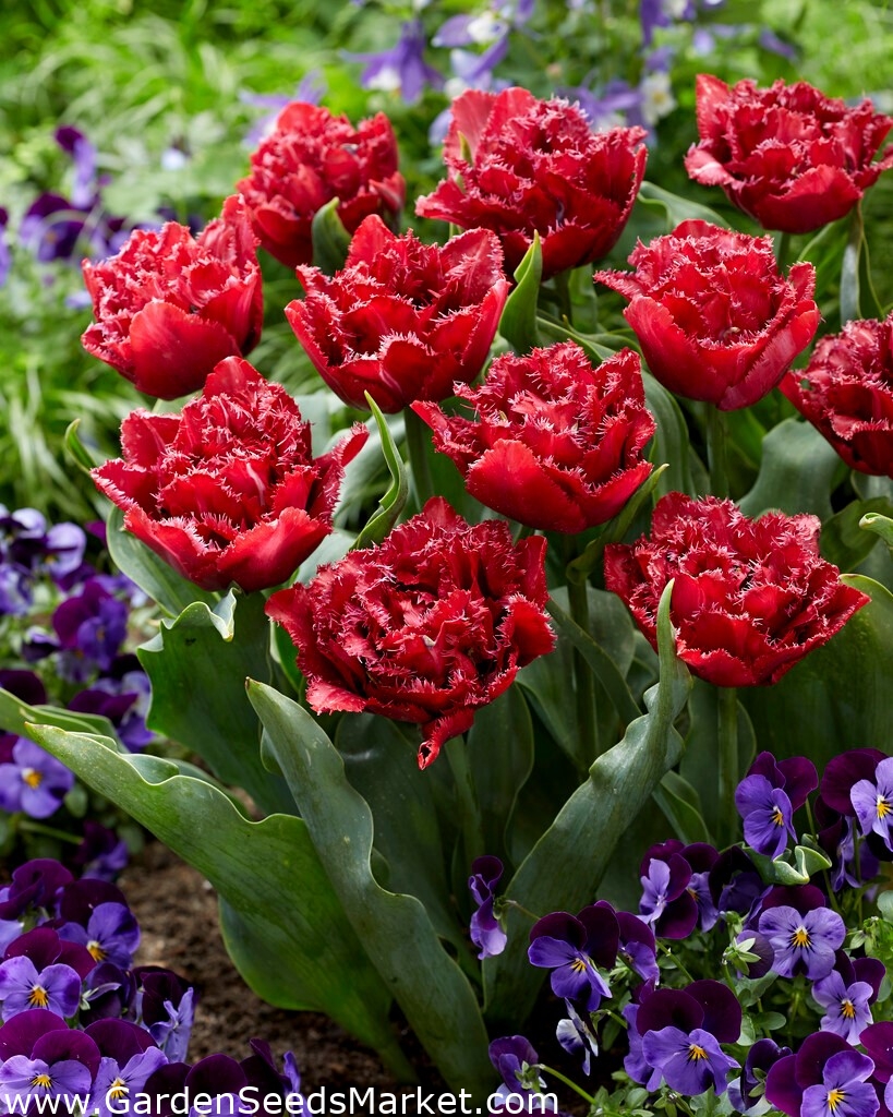 Tulip - Cranberry Thistle - Large Pack! - 50 pcs – Garden Seeds Market | Free shipping