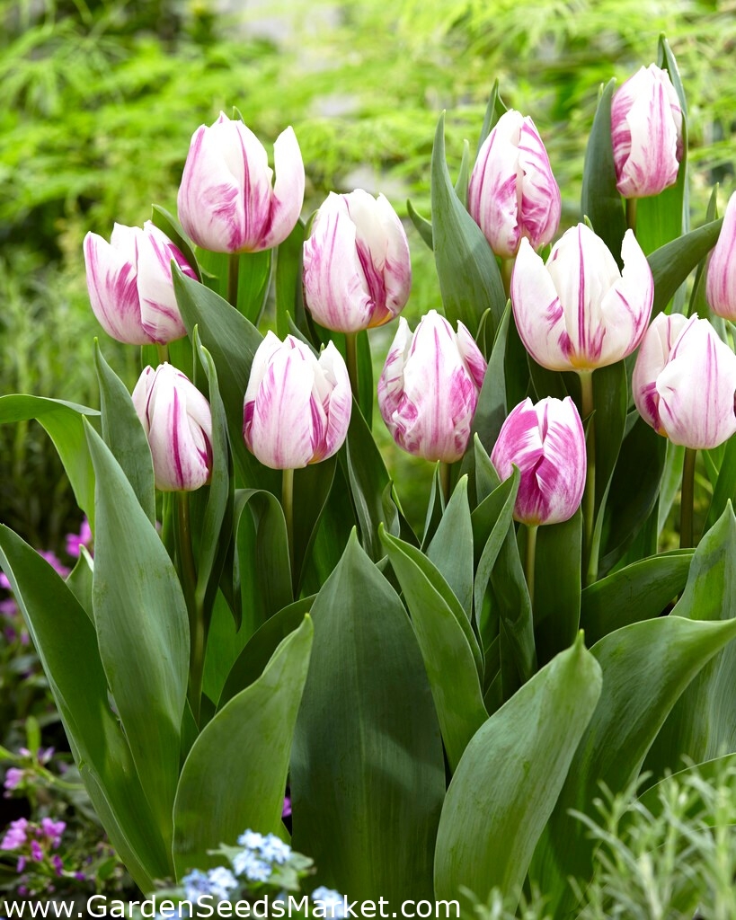 Tulip - Flaming Prince - GIGA Pack! - 250 pcs – Garden Seeds Market ...