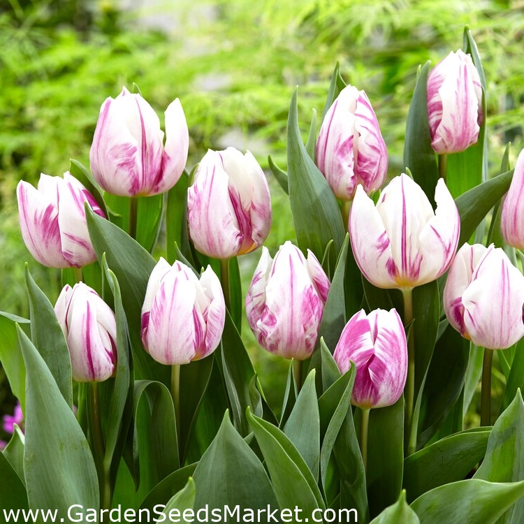 Tulip - Flaming Prince - GIGA Pack! - 250 pcs – Garden Seeds Market ...