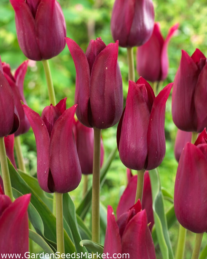 Tulip - Merlot - GIGA Pack! - 250 pcs – Garden Seeds Market | Free shipping