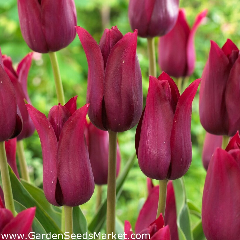 Tulip - Merlot - Large Pack! - 50 pcs – Garden Seeds Market | Free shipping