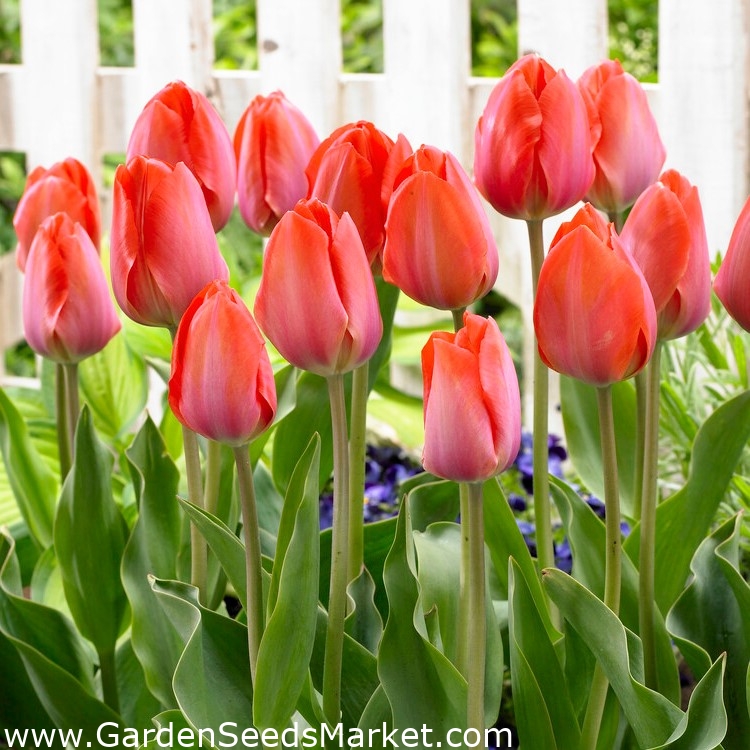 Tulip - Orange Van Eijk - 5 pcs – Garden Seeds Market | Free shipping
