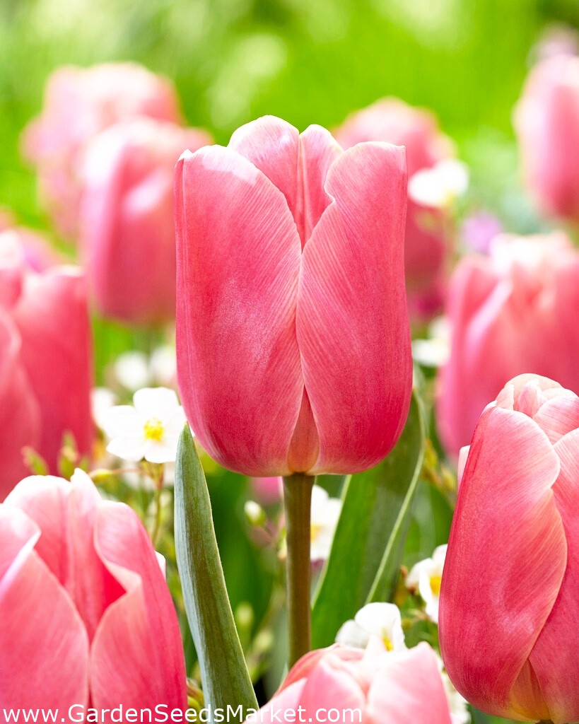 Tulip - Pink Jimmy - Large Pack! - 50 pcs – Garden Seeds Market | Free ...