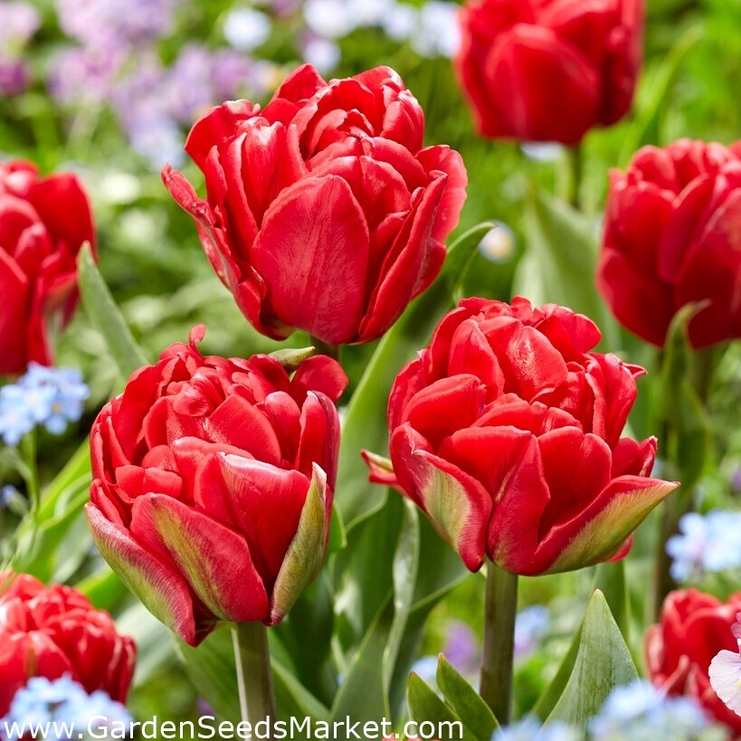 Tulipán - Red Foxtrot - 5 piezas – Garden Seeds Market | Envío gratis