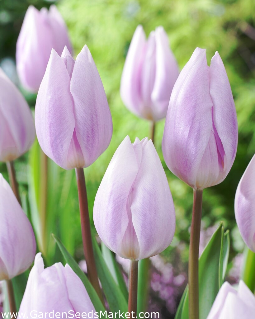 Tulip - Silver Cloud - GIGA Pack! - 250 pcs – Garden Seeds Market ...