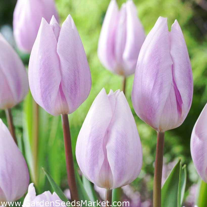 Tulip - Silver Cloud - GIGA Pack! - 250 pcs – Garden Seeds Market ...